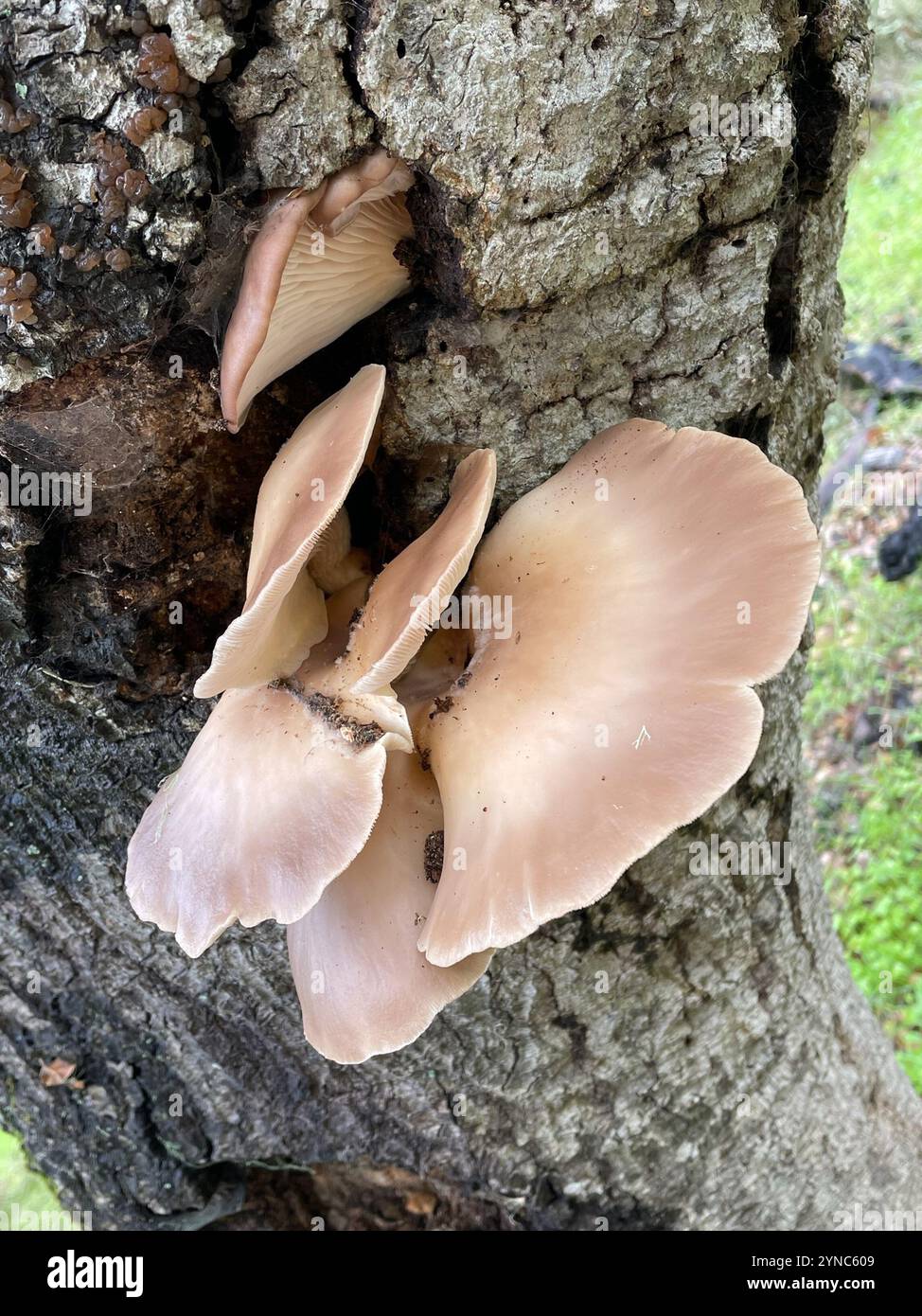 Oyster Mushroom (Pleurotus ostreatus Stock Photo - Alamy