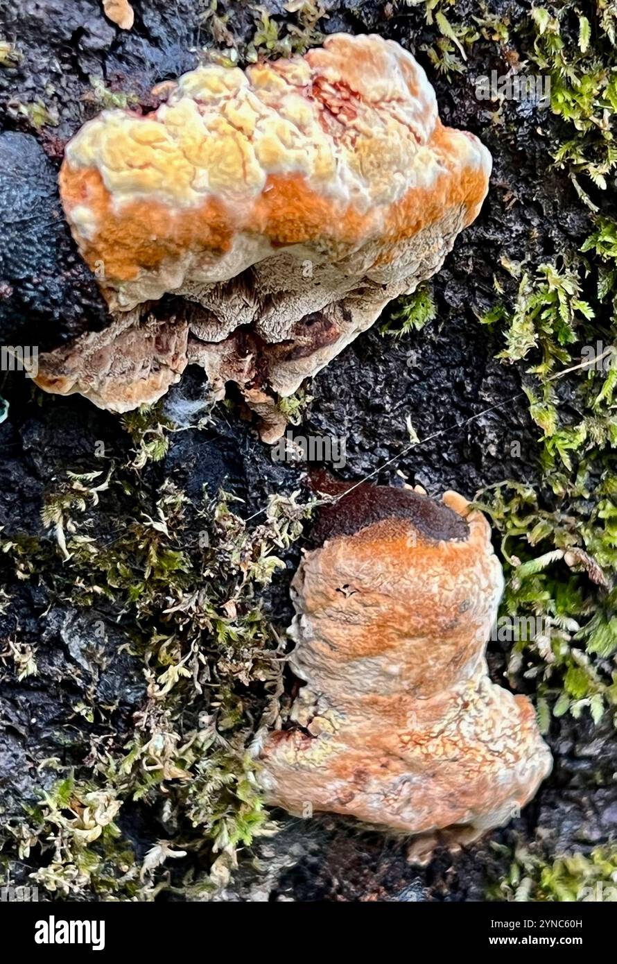 green cheese polypore (Fomitopsis spraguei Stock Photo - Alamy