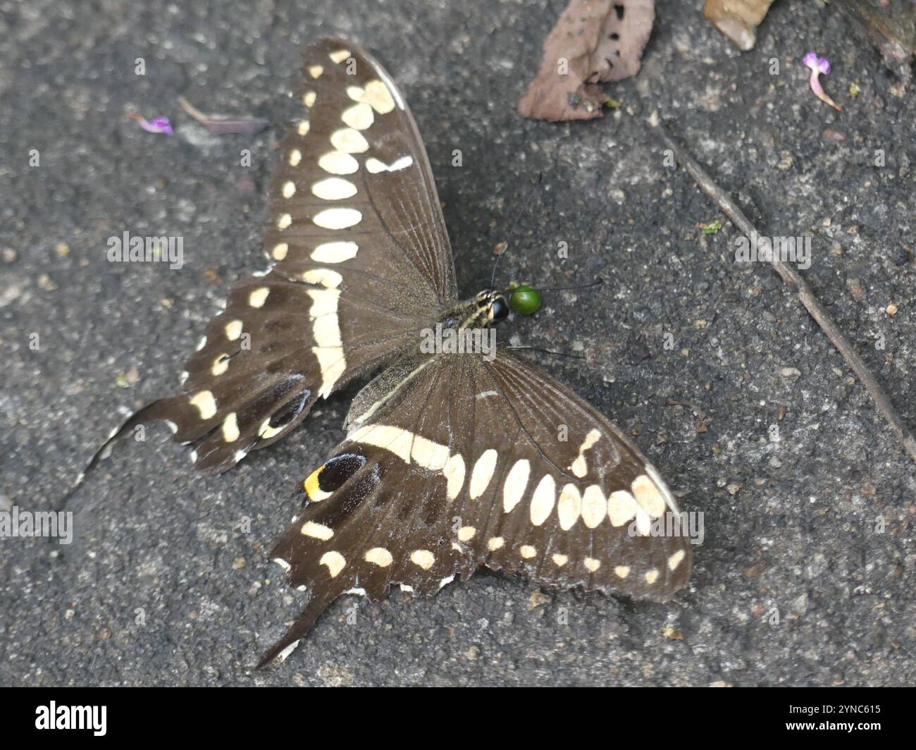 Dusted Southern Emperor Swallowtail (Papilio ophidicephalus ...