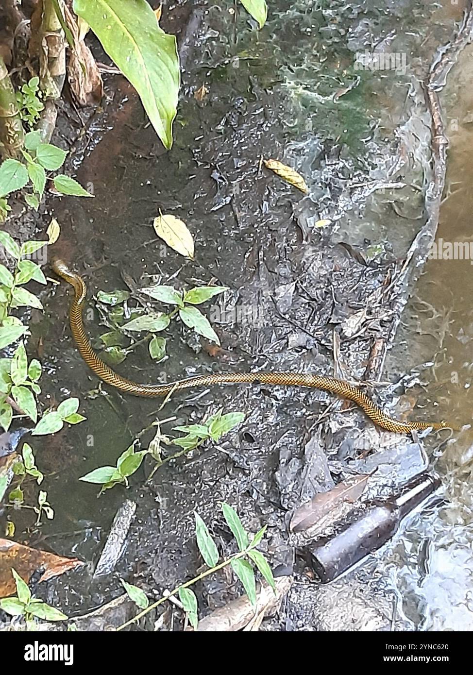 Military Ground Snake (Erythrolamprus miliaris Stock Photo - Alamy