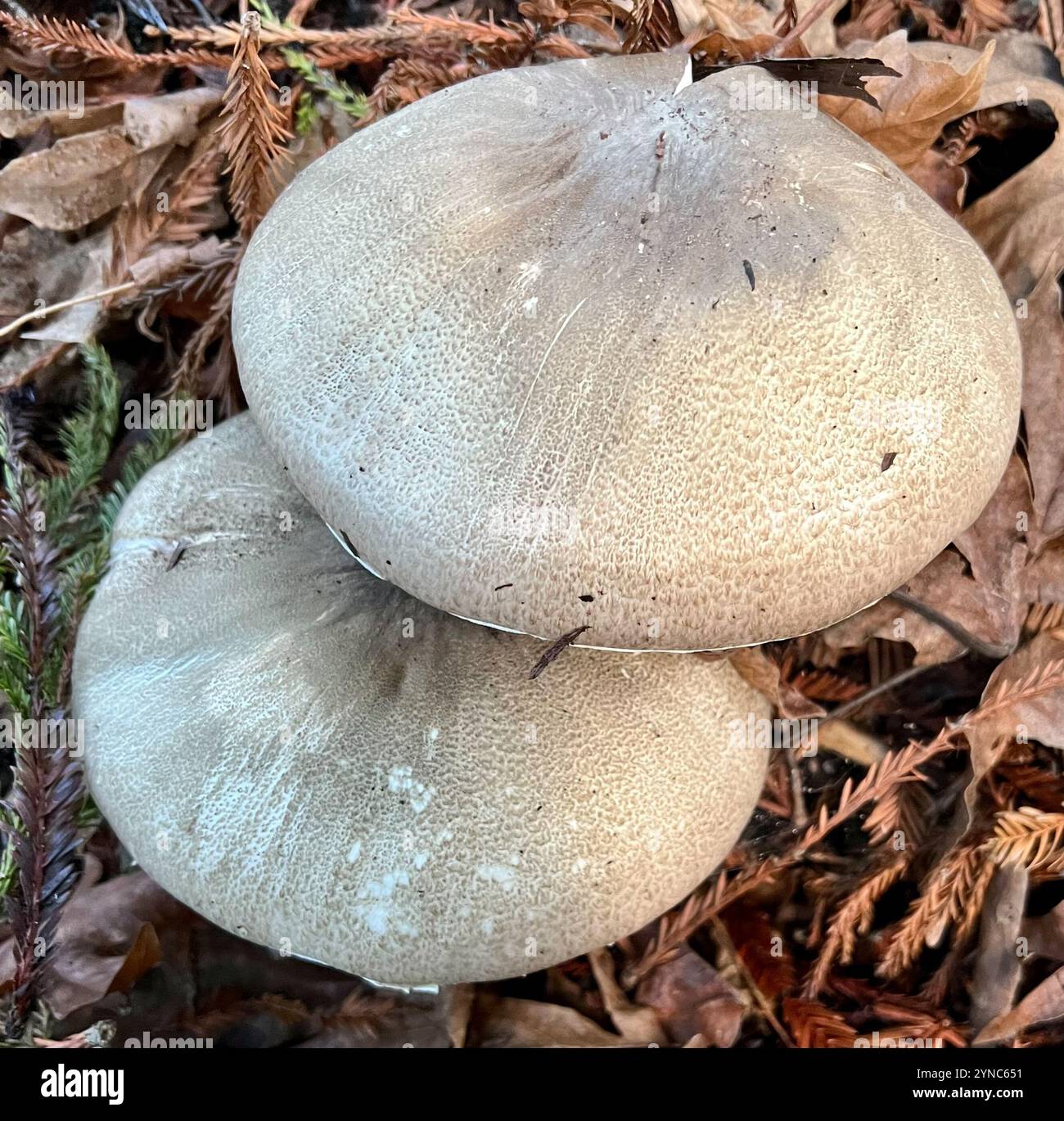 Agaricus hondensis hi-res stock photography and images - Alamy