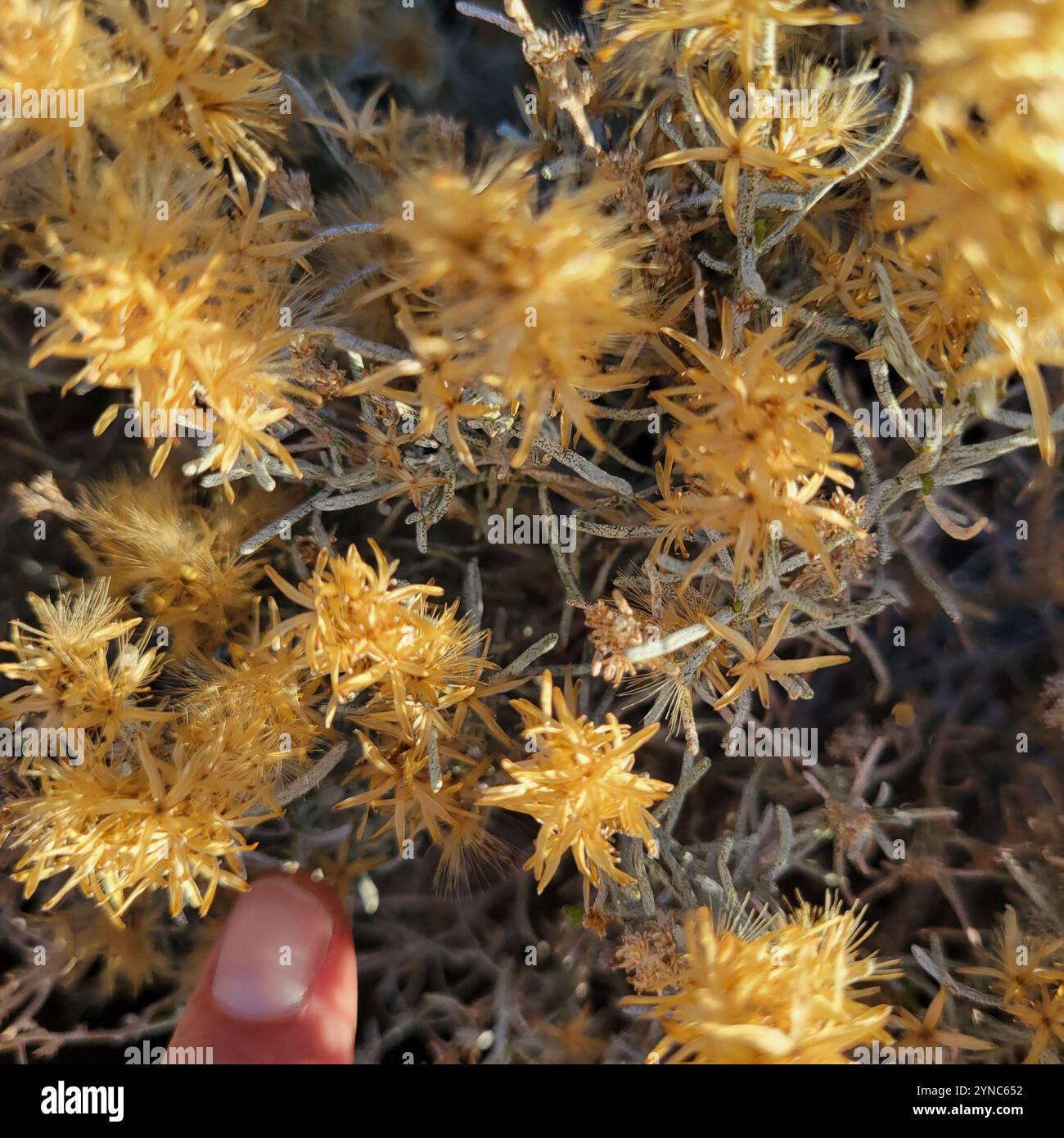 Green Rabbitbrush (Ericameria teretifolia Stock Photo - Alamy