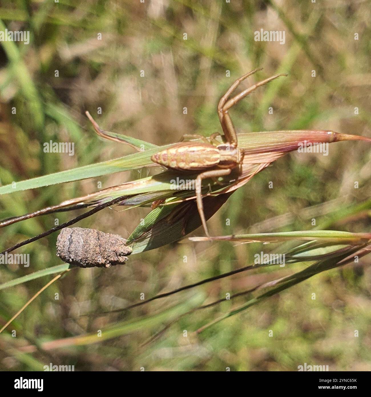 Grass Crab Spiders (Runcinia Stock Photo - Alamy