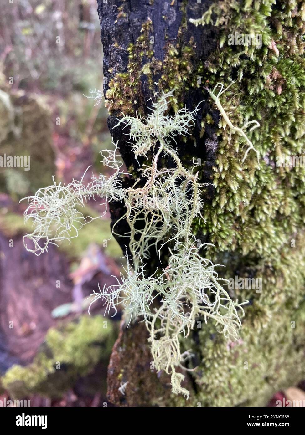 beard lichens (Usnea Stock Photo - Alamy