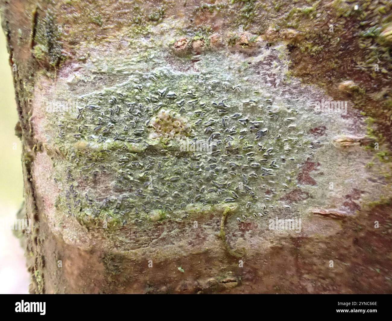 Common Script Lichen (Graphis scripta Stock Photo - Alamy