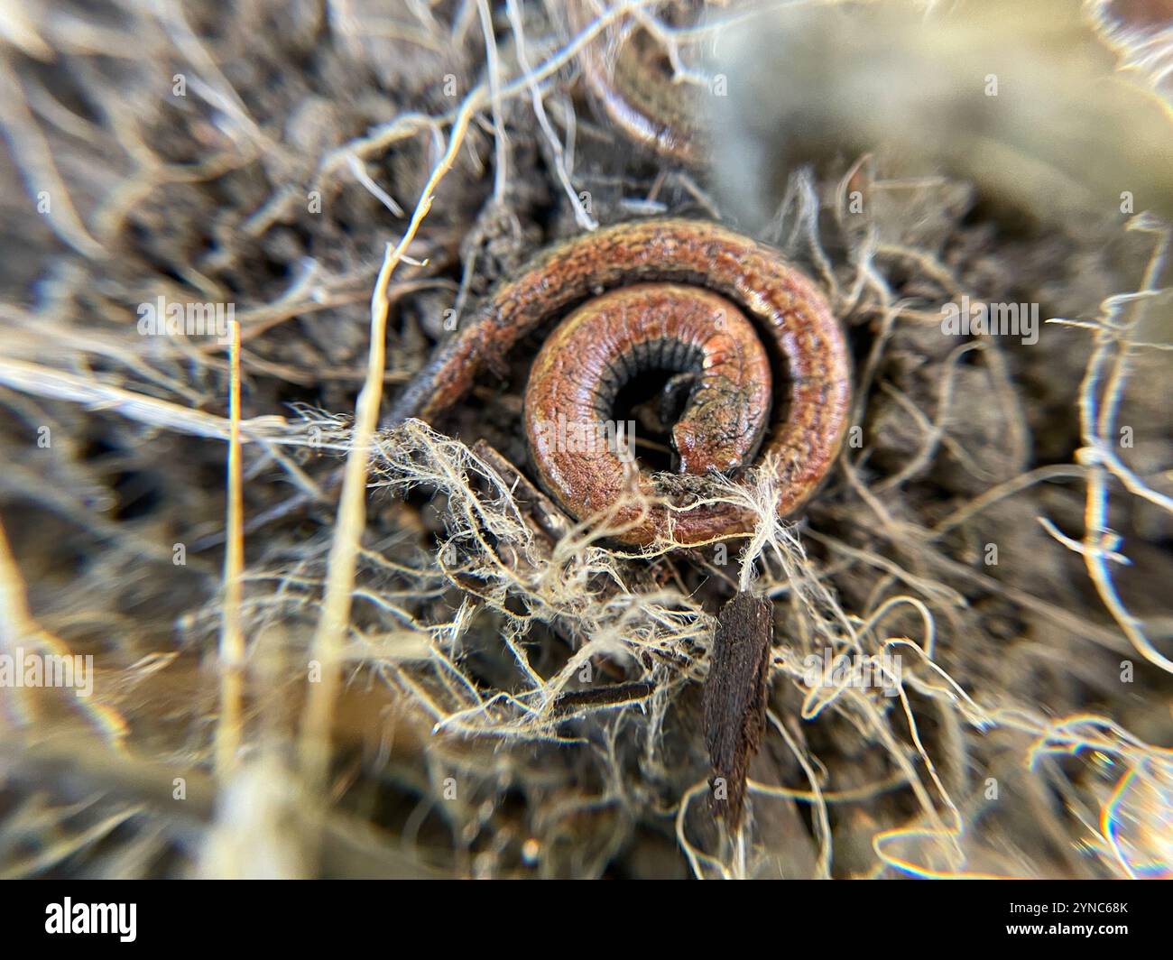 California Slender Salamander (Batrachoseps attenuatus Stock Photo - Alamy