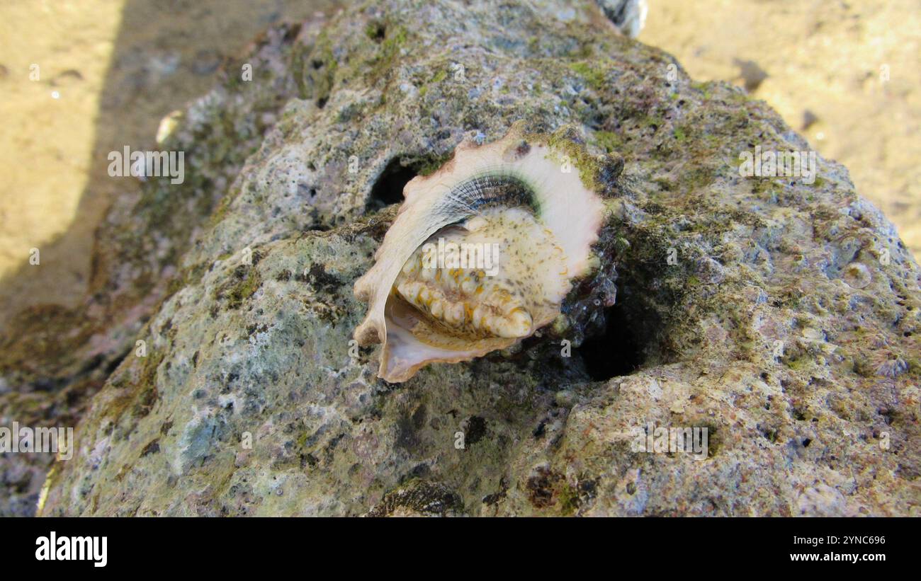 Toothed Top Shell (Tectus dentatus Stock Photo - Alamy