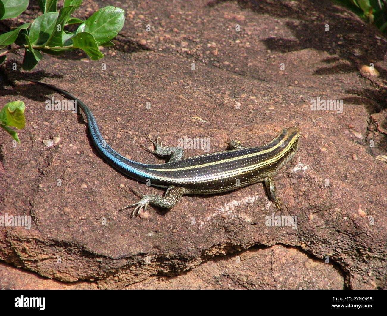 Rainbow Skink (Trachylepis margaritifera Stock Photo - Alamy