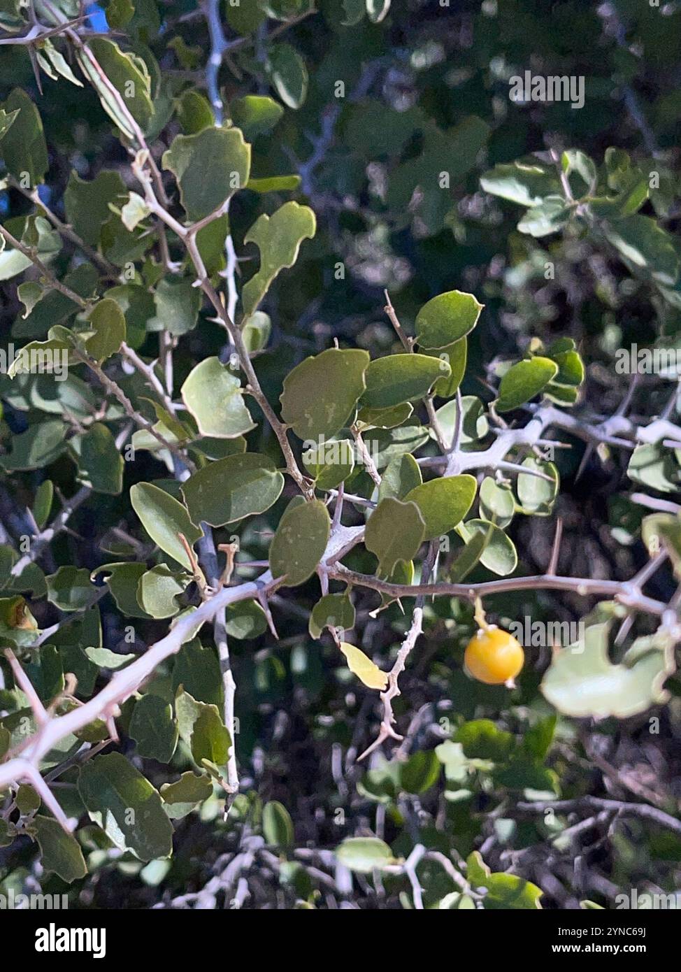 spiny hackberry (Celtis pallida Stock Photo - Alamy