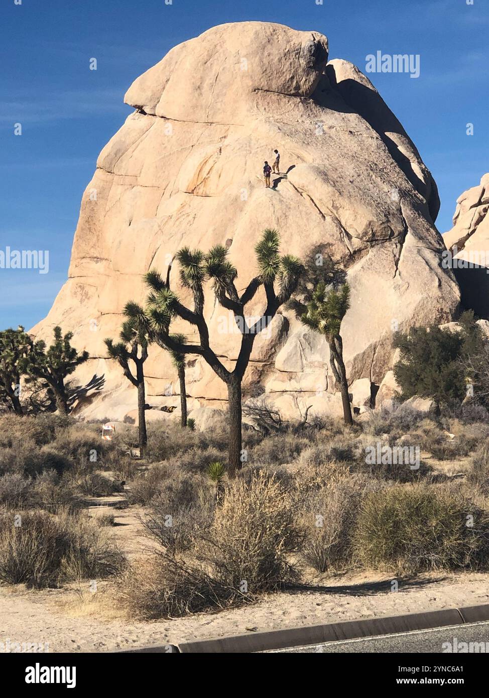 Western Joshua Tree (Yucca brevifolia brevifolia Stock Photo - Alamy