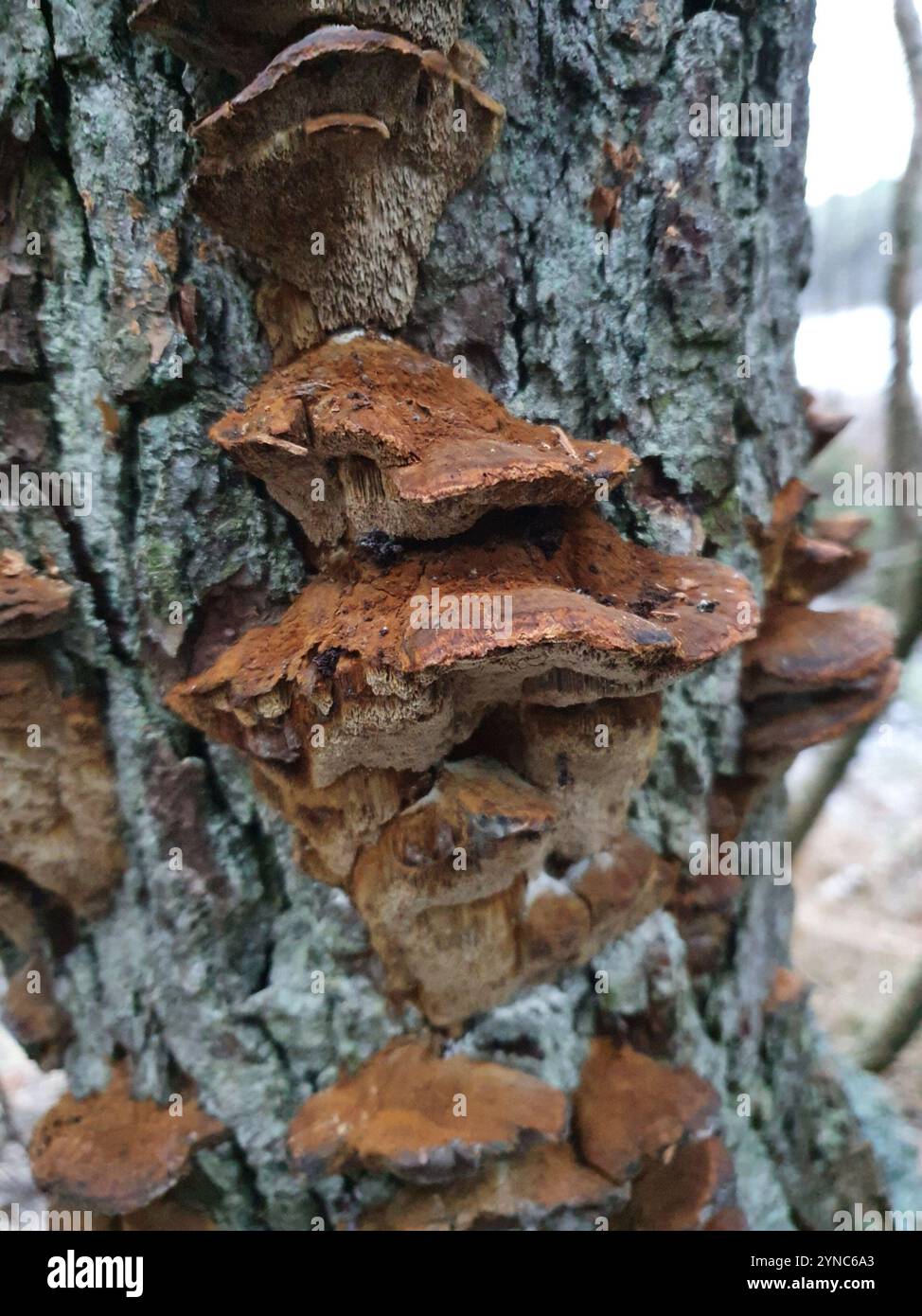 Alder Bracket (Mensularia radiata Stock Photo - Alamy