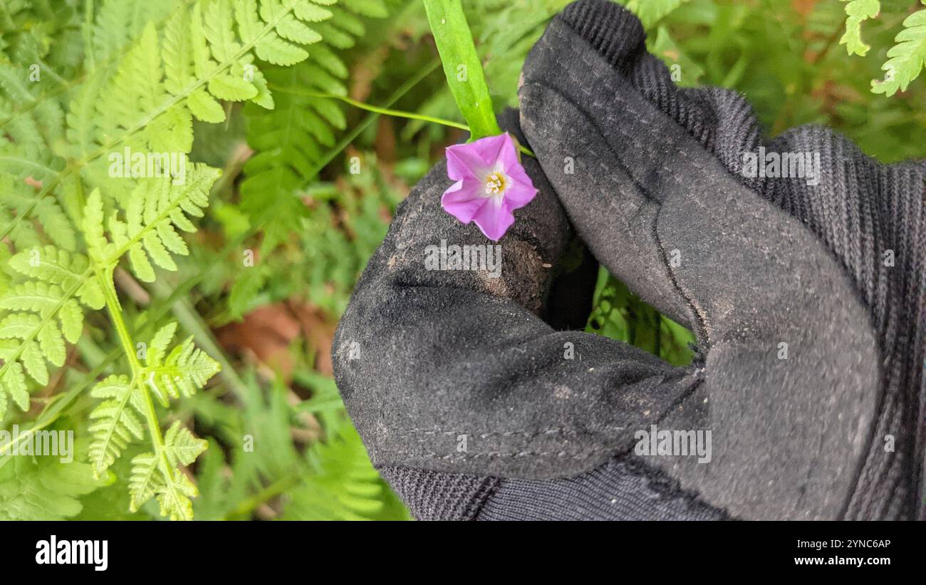 slender bindweed (Polymeria calycina Stock Photo - Alamy