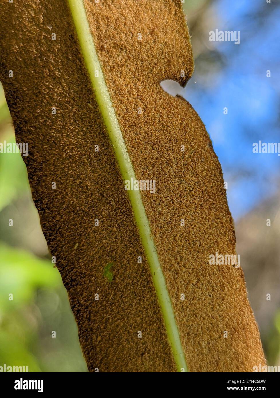 Giant leather fern (Acrostichum danaeifolium Stock Photo - Alamy