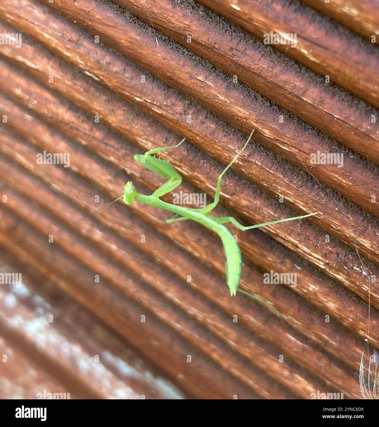 South African Mantis (Miomantis caffra Stock Photo - Alamy