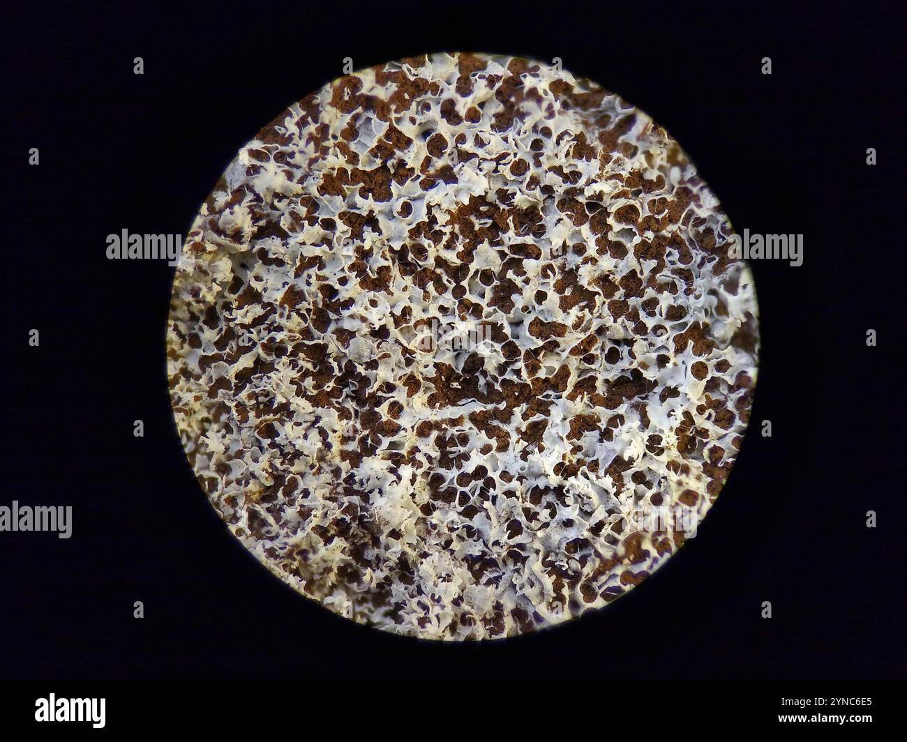 Fuligo septica candida hi-res stock photography and images - Alamy