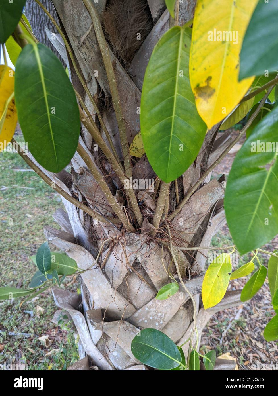 Florida Strangler Fig (Ficus aurea Stock Photo - Alamy