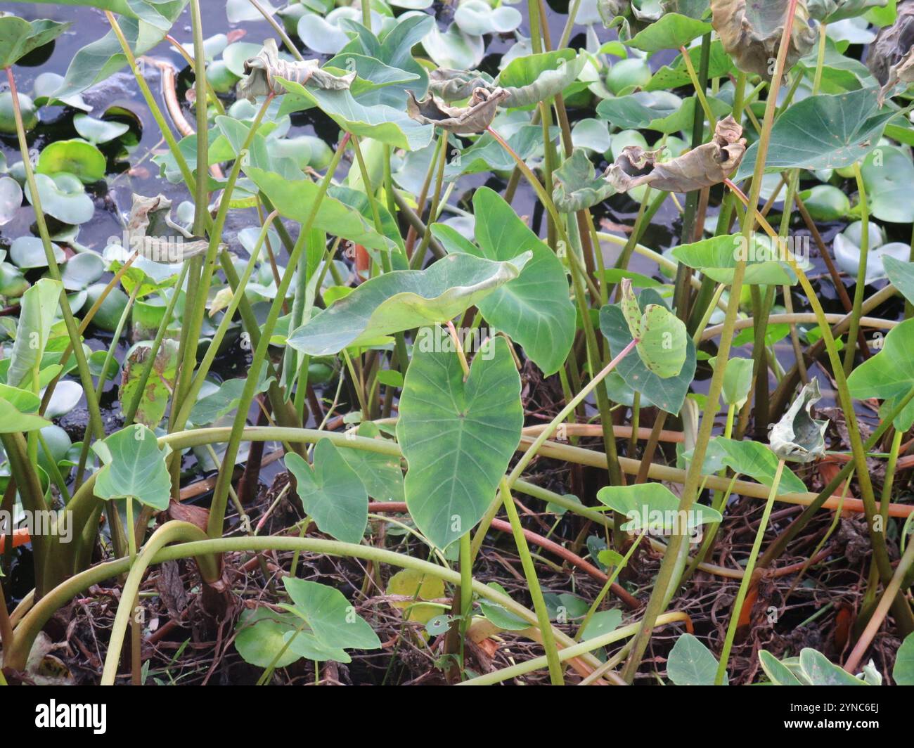 Taro (Colocasia esculenta Stock Photo - Alamy