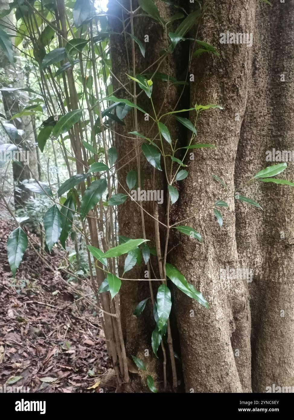 Australian Olive (Olea paniculata Stock Photo - Alamy