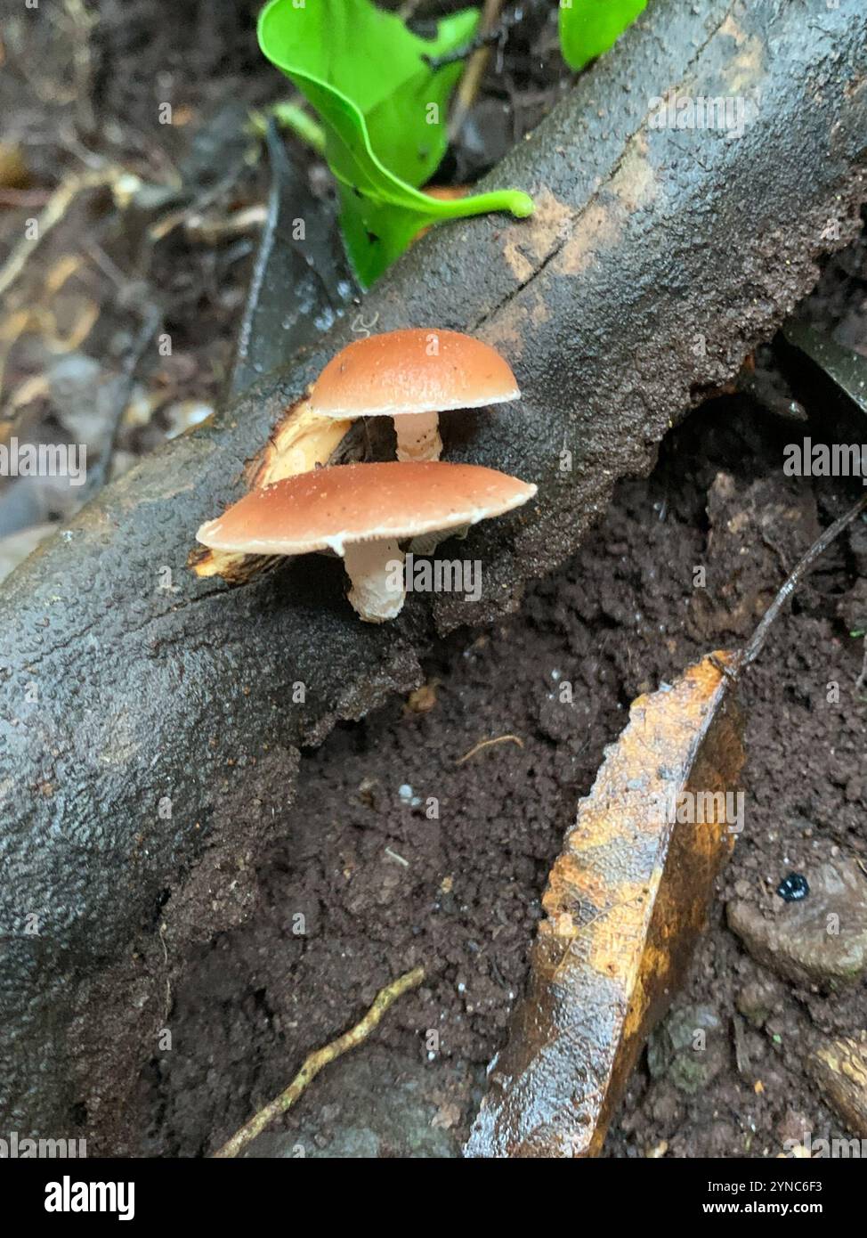 Australian shiitake (Lentinula lateritia Stock Photo - Alamy