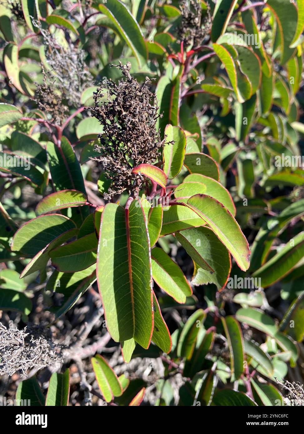 Laurel sumac malosma laurina hi-res stock photography and images - Alamy