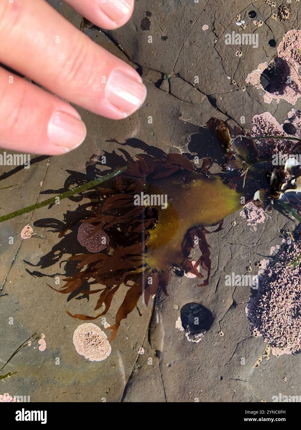 Bleach Weed (Prionitis sternbergii Stock Photo - Alamy