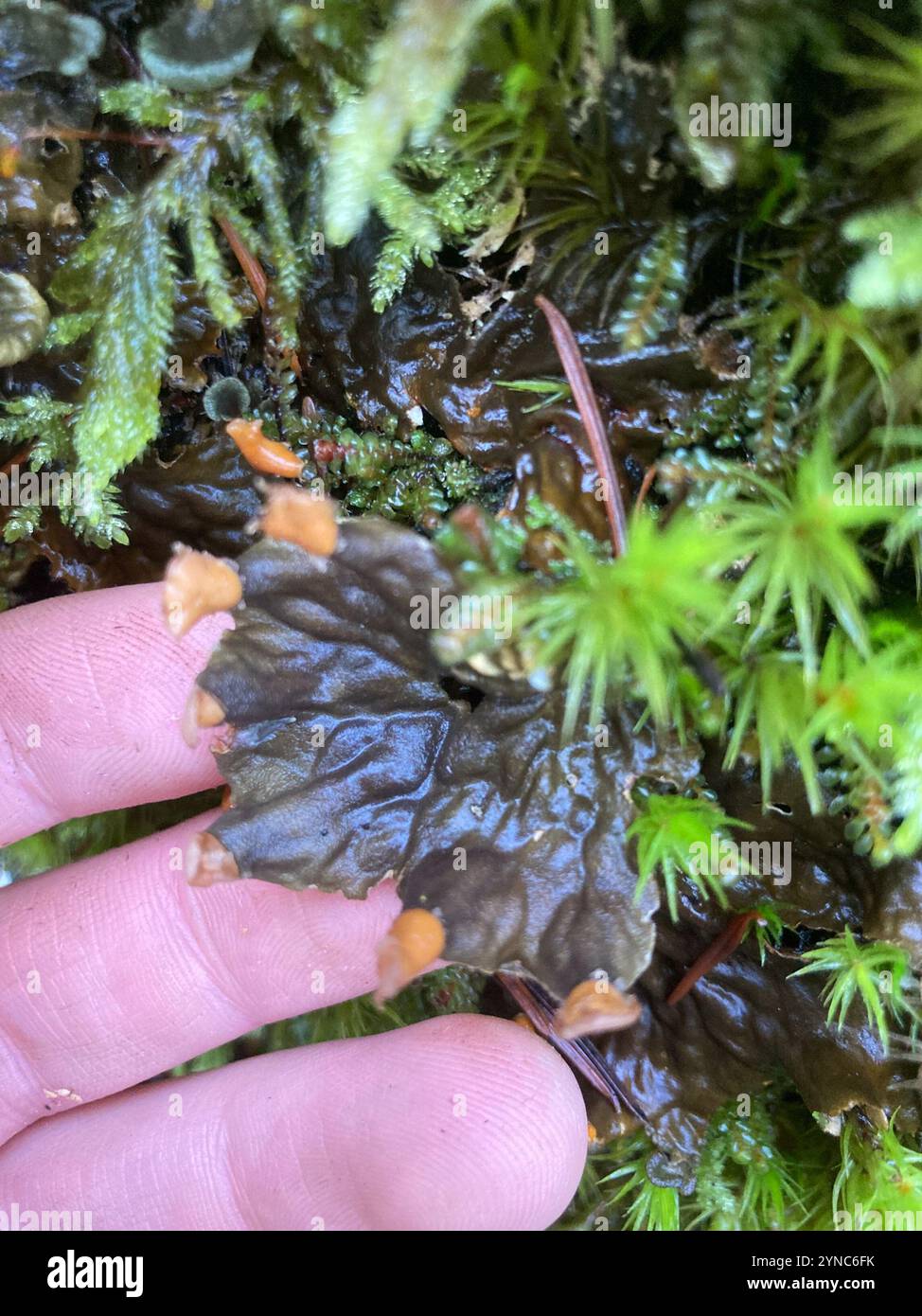 membranous pelt lichen (Peltigera membranacea Stock Photo - Alamy