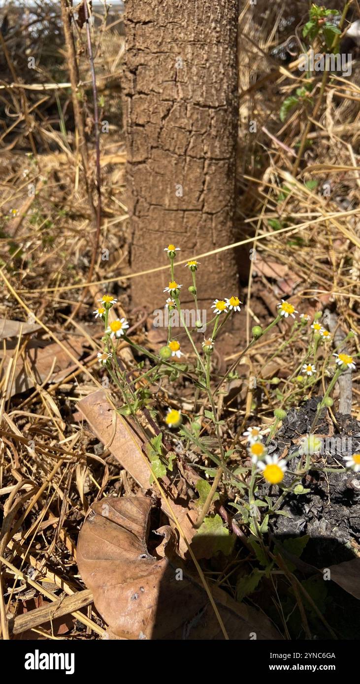 Shortray Rockdaisy (Perityle microglossa Stock Photo - Alamy