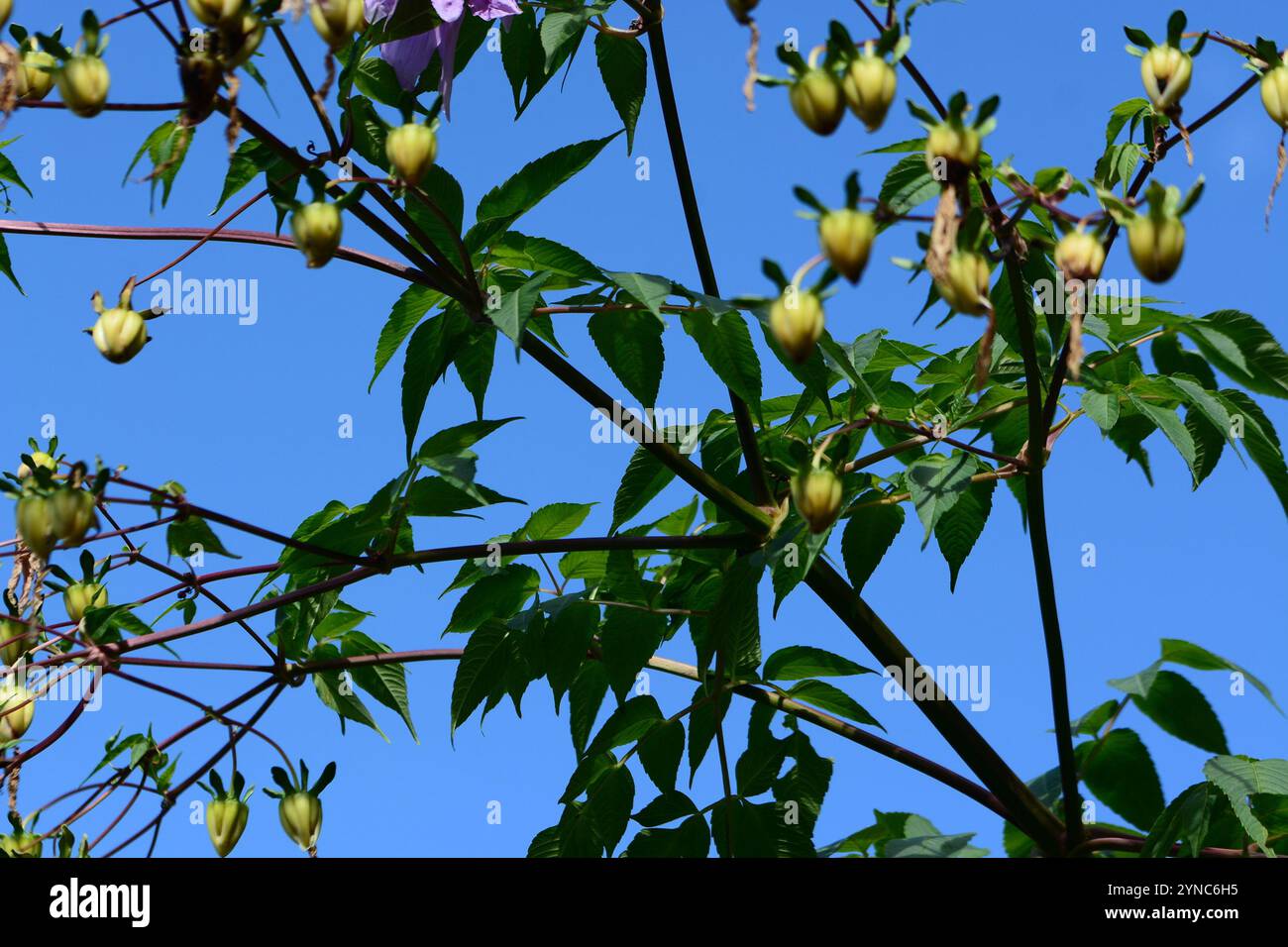 Tree Dahlia (Dahlia imperialis Stock Photo - Alamy