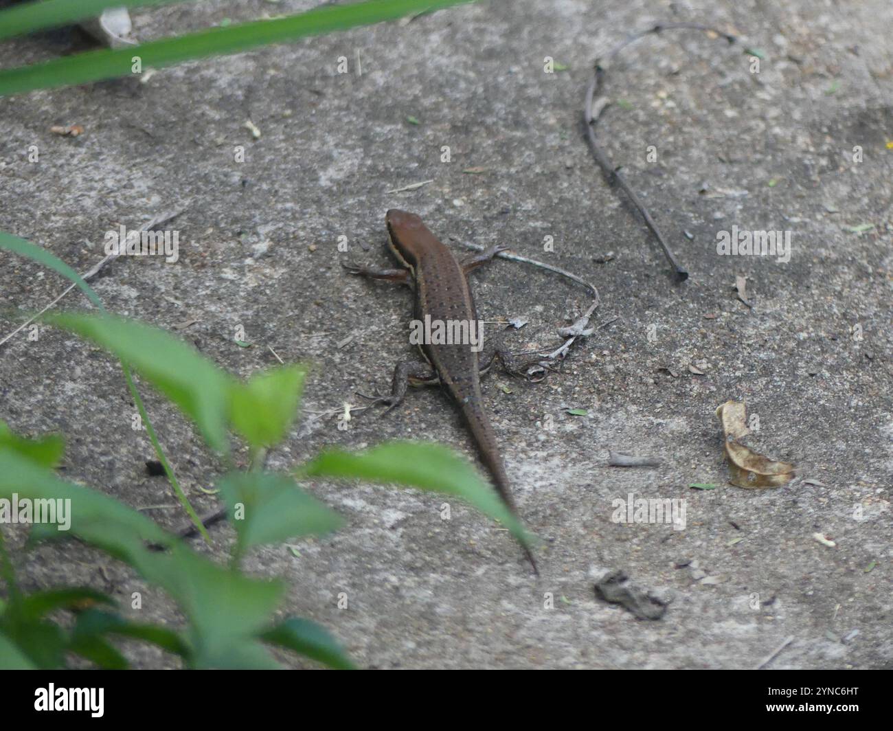 Variable Skink (Trachylepis varia Stock Photo - Alamy