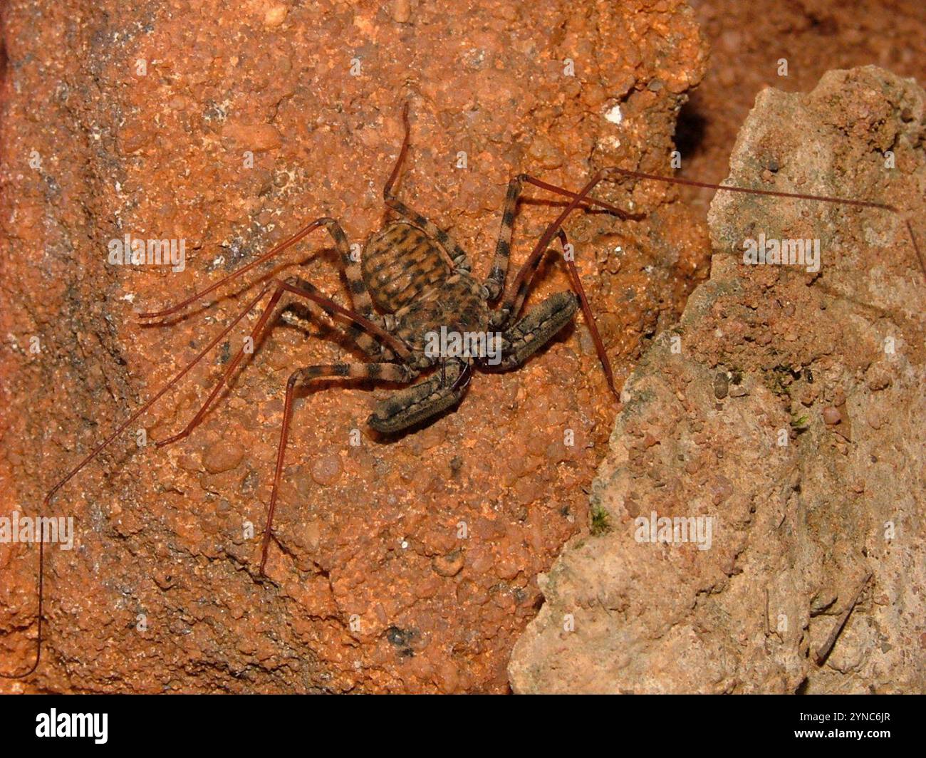 Common Whipspider (Damon variegatus Stock Photo - Alamy