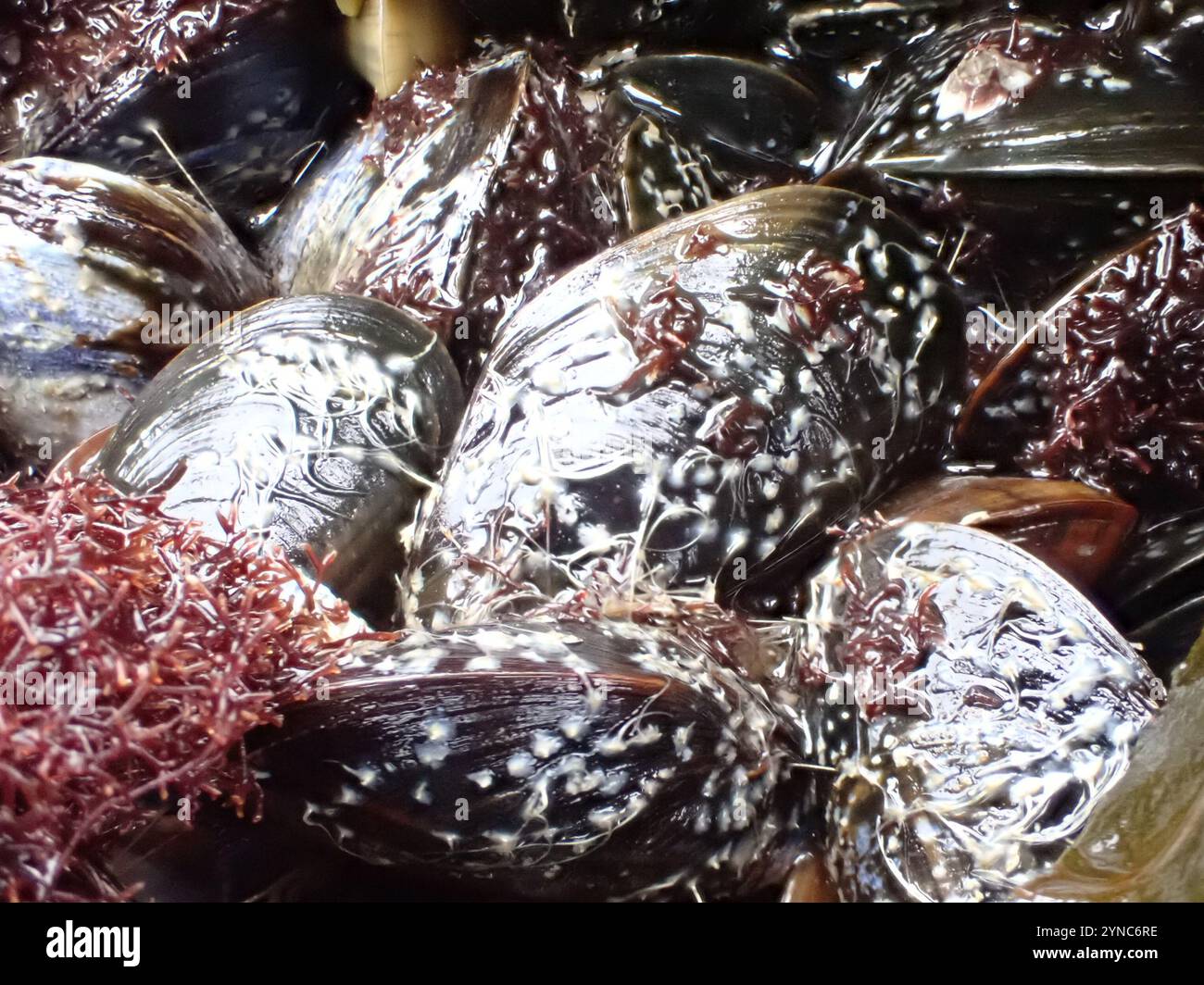 Blue Mussel (Mytilus edulis Stock Photo - Alamy
