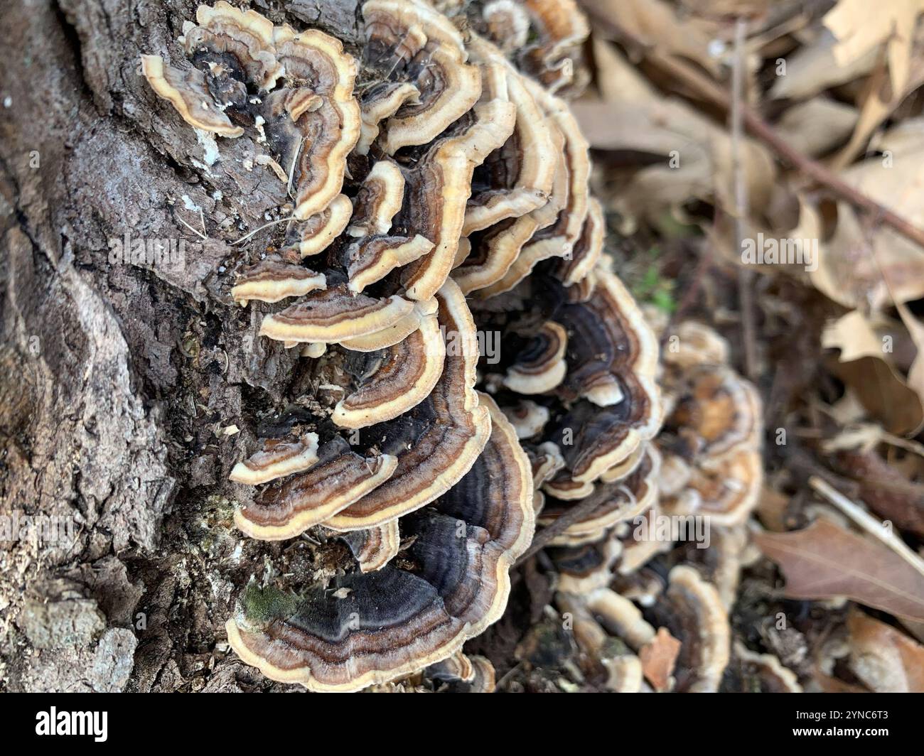 turkey-tail (Trametes versicolor Stock Photo - Alamy