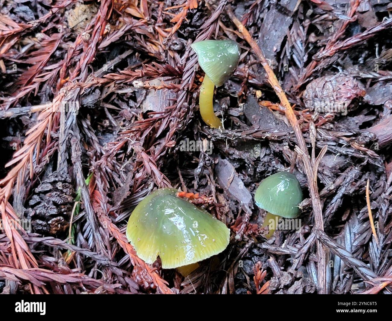 Parrot Mushroom (Gliophorus psittacinus Stock Photo - Alamy