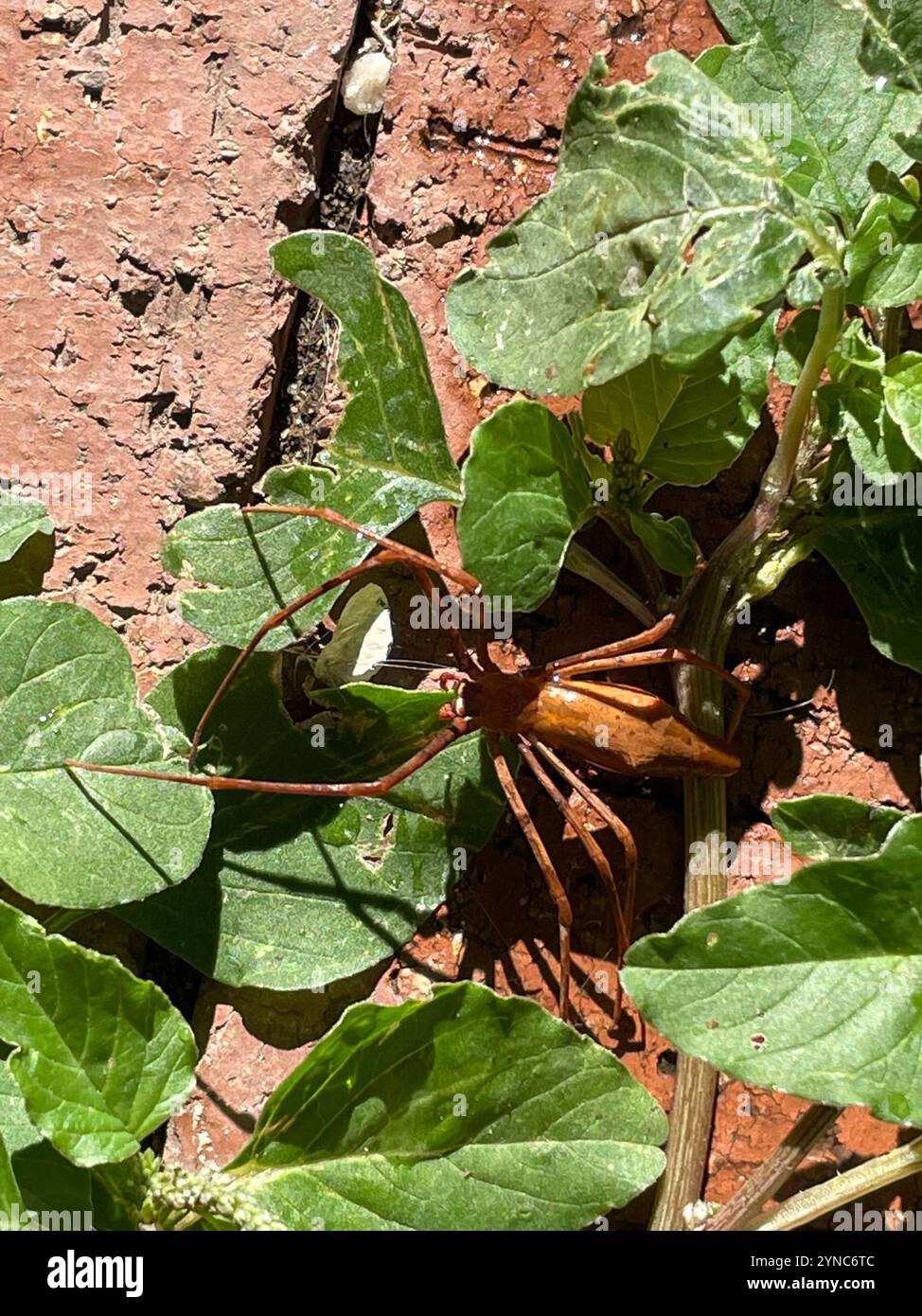 Pantropical Ogre-faced Spiders (Asianopis Stock Photo - Alamy