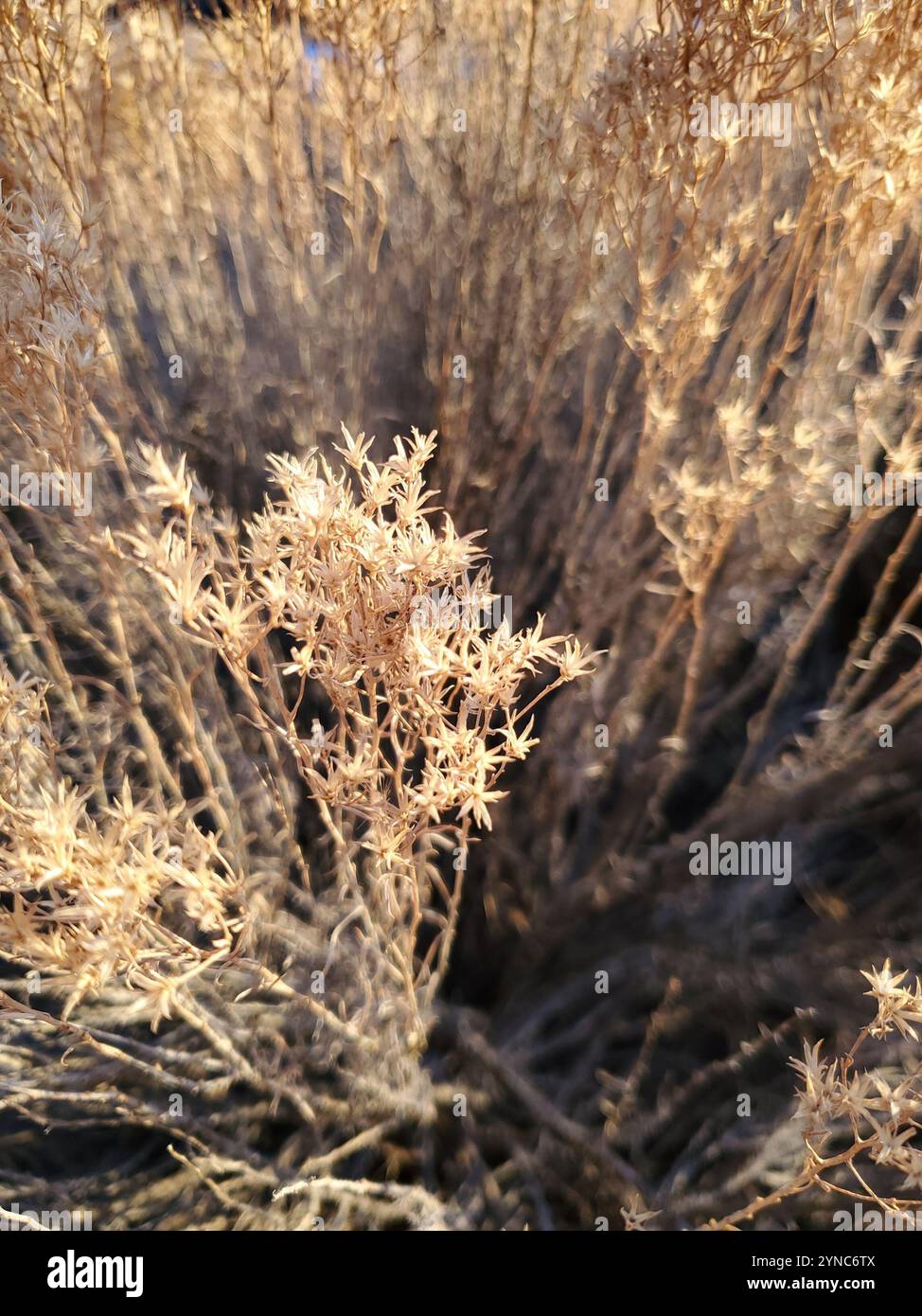 Broom Snakeweed (Gutierrezia sarothrae Stock Photo - Alamy