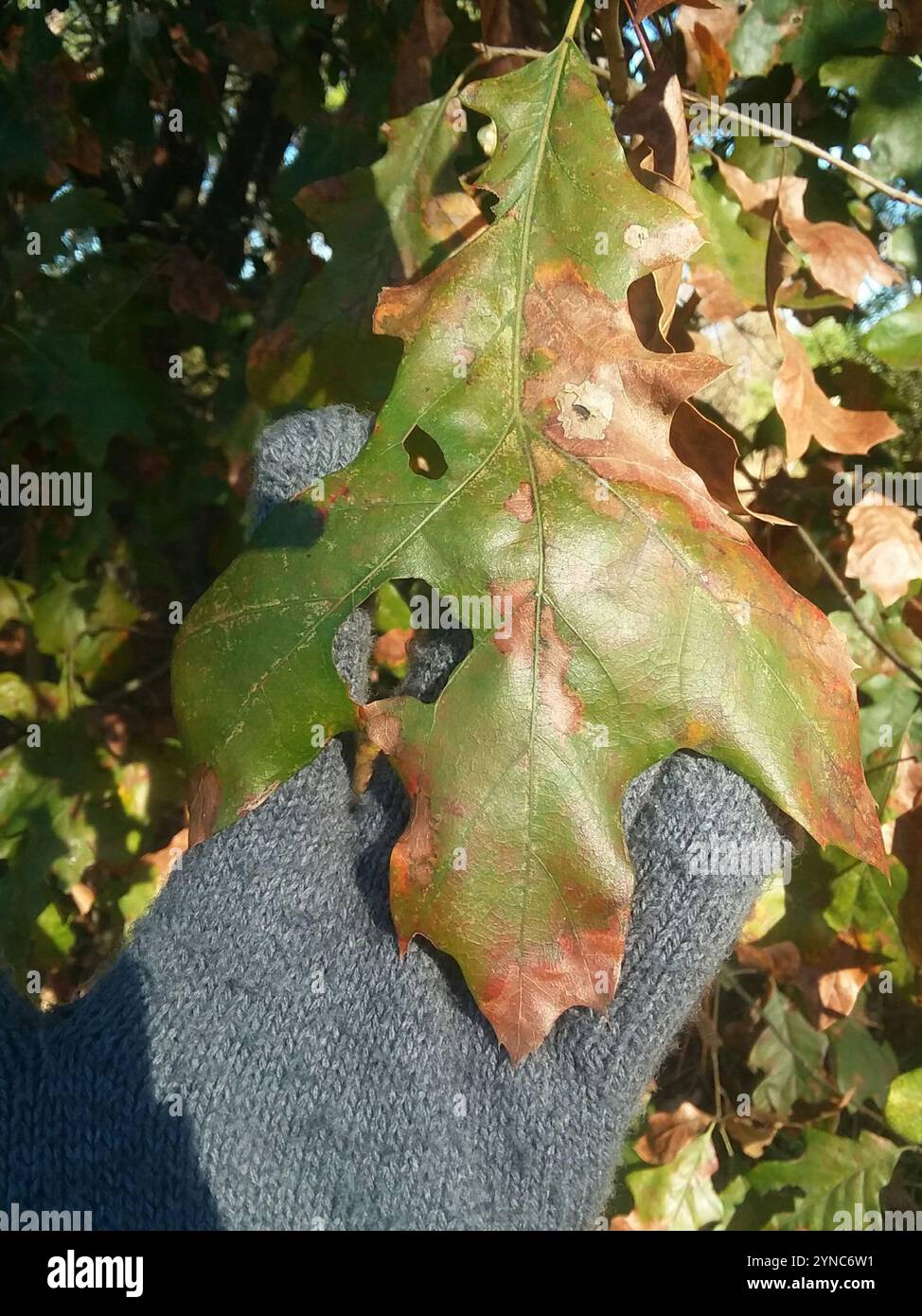 southern red oak (Quercus falcata Stock Photo - Alamy