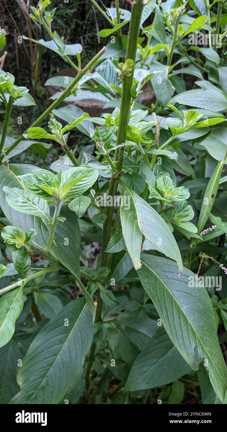 Peruvian primrose-willow (Ludwigia peruviana Stock Photo - Alamy
