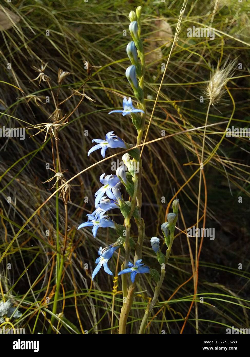 tall lobelia (Lobelia gibbosa Stock Photo - Alamy