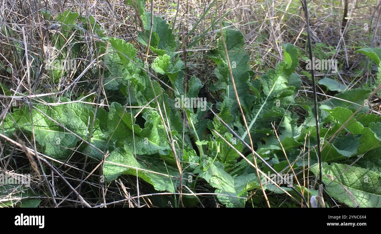 Mullein verbascum sinuatum hi-res stock photography and images - Alamy