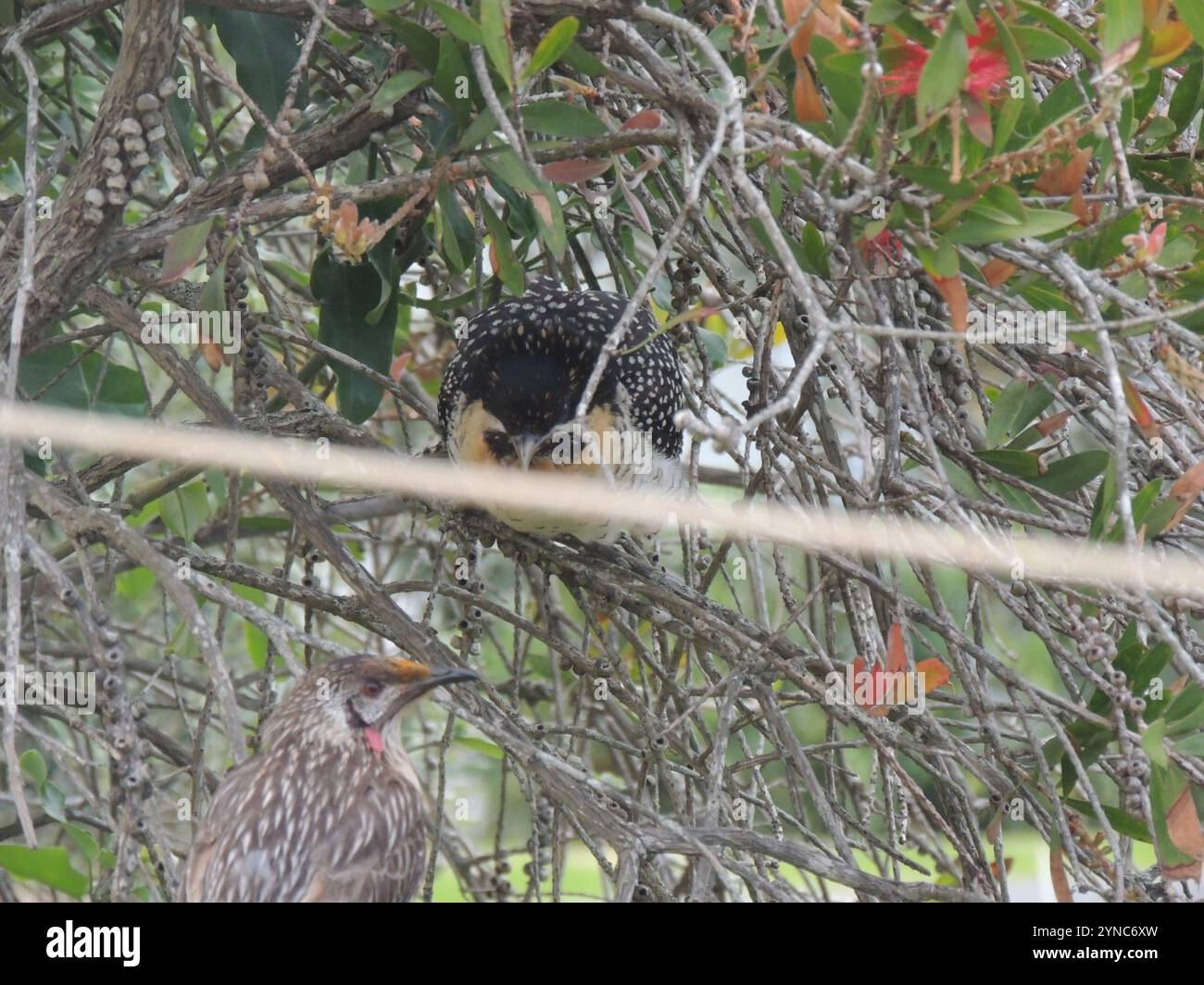 Pacific Koel (Eudynamys orientalis Stock Photo - Alamy
