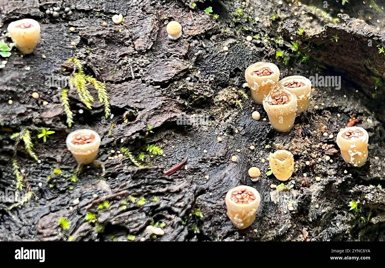 woolly bird's nest fungus (Nidula niveotomentosa Stock Photo - Alamy