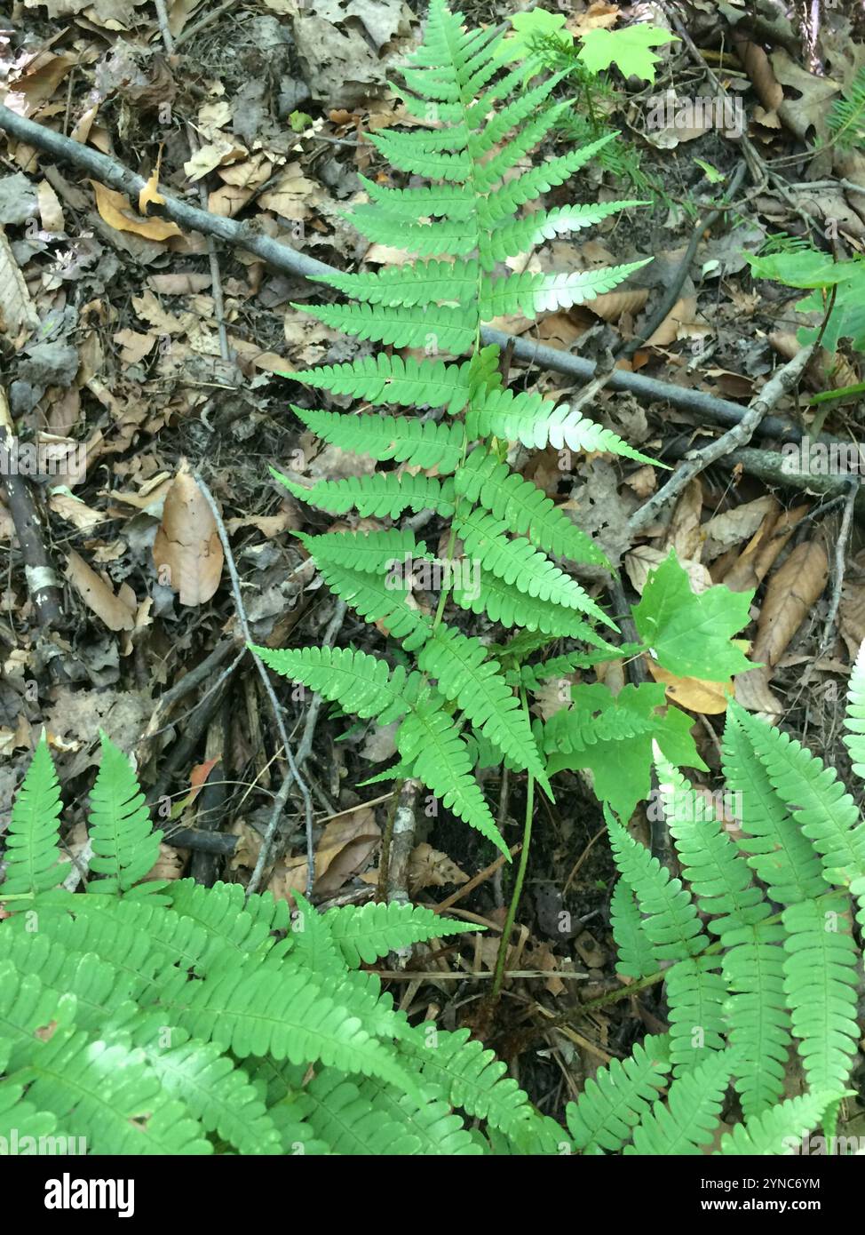 marginal wood fern (Dryopteris marginalis Stock Photo - Alamy