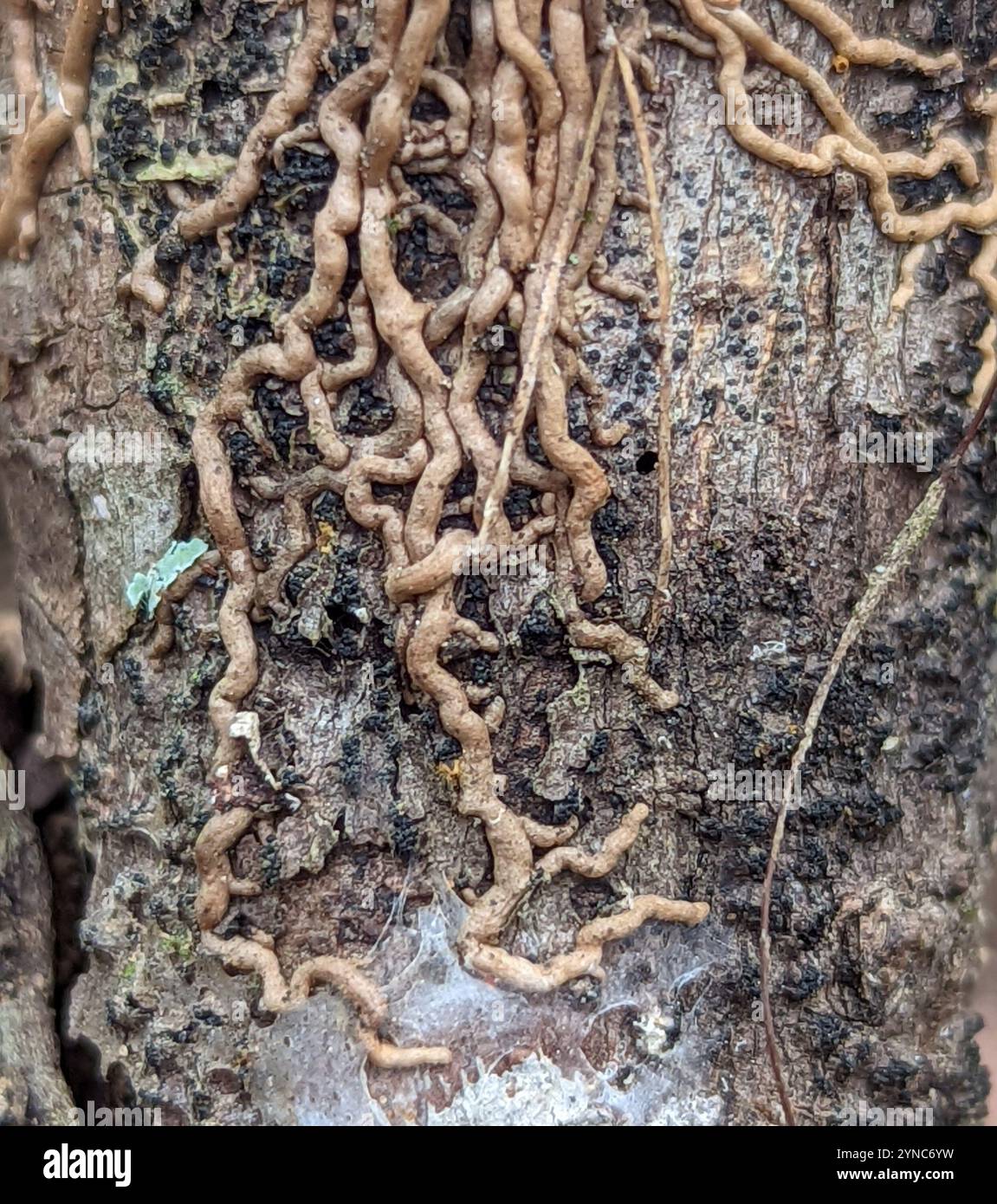 Manatee River airplant (Tillandsia simulata Stock Photo - Alamy