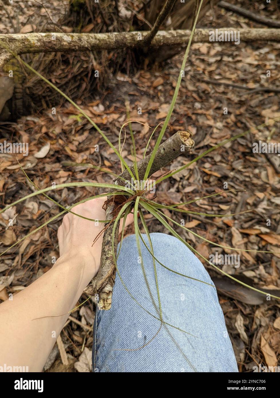 Manatee River airplant (Tillandsia simulata Stock Photo - Alamy