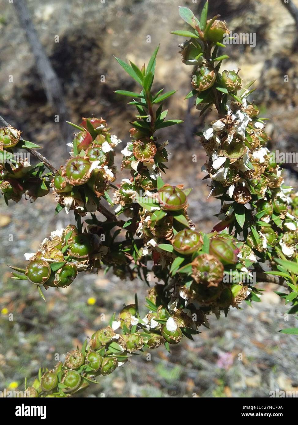 Prickly tea tree hi-res stock photography and images - Alamy