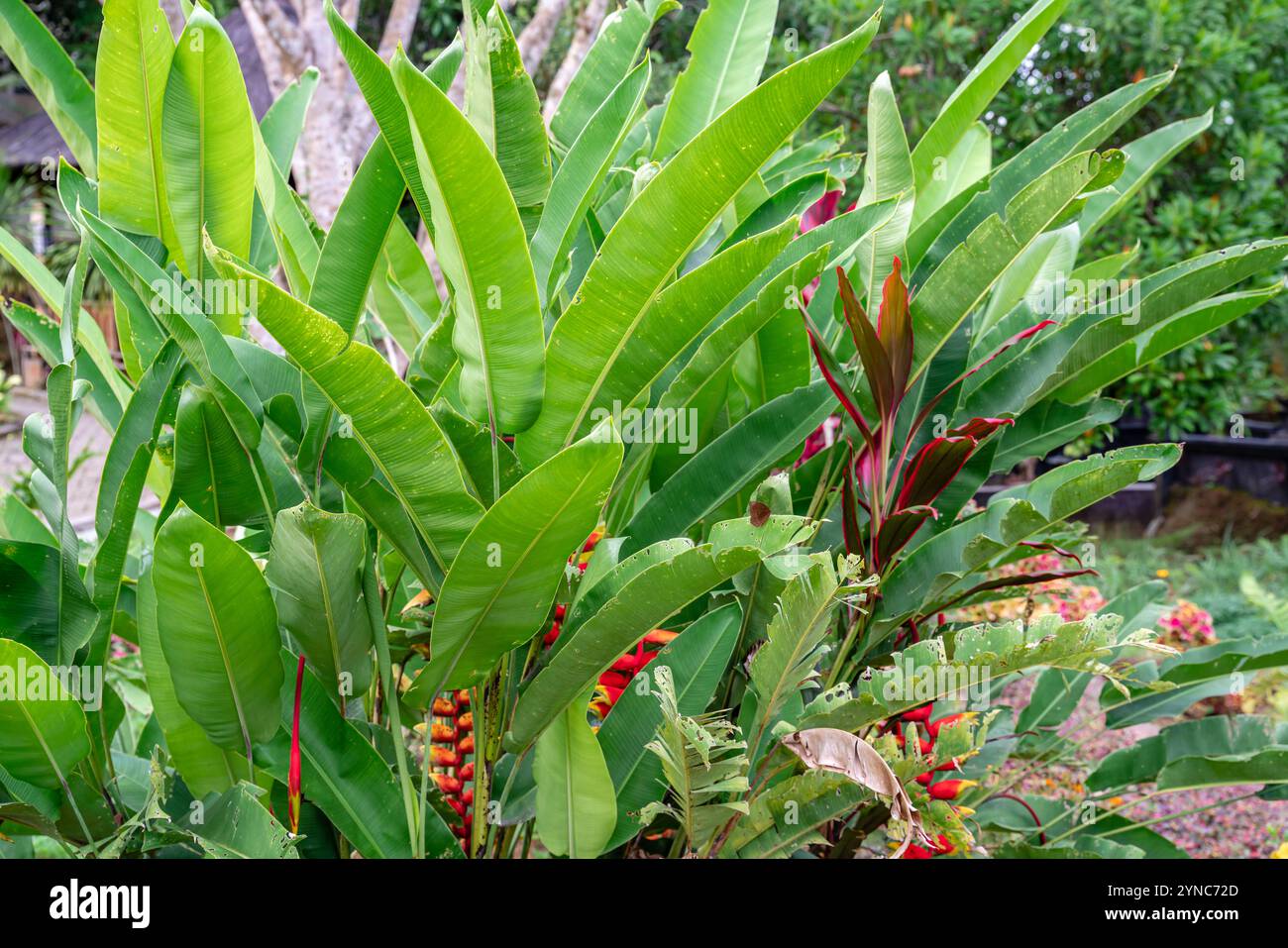 Heliconia psittacorum or parrot's beak, the hanging lobster claw or ...