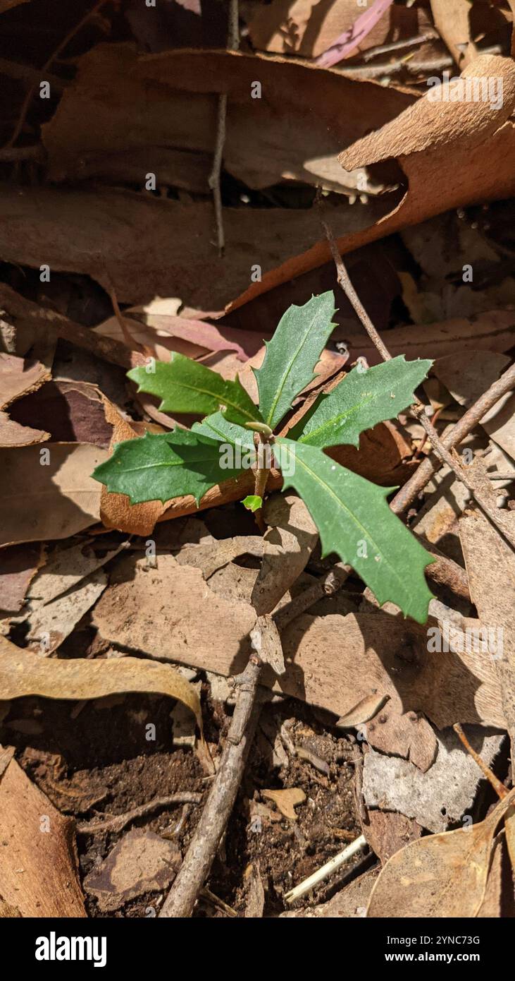 Variable Muttonwood (Myrsine variabilis Stock Photo - Alamy