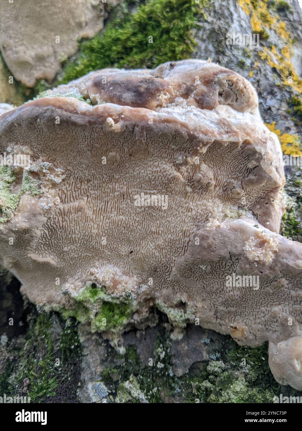 shelf fungi (Polyporales Stock Photo - Alamy
