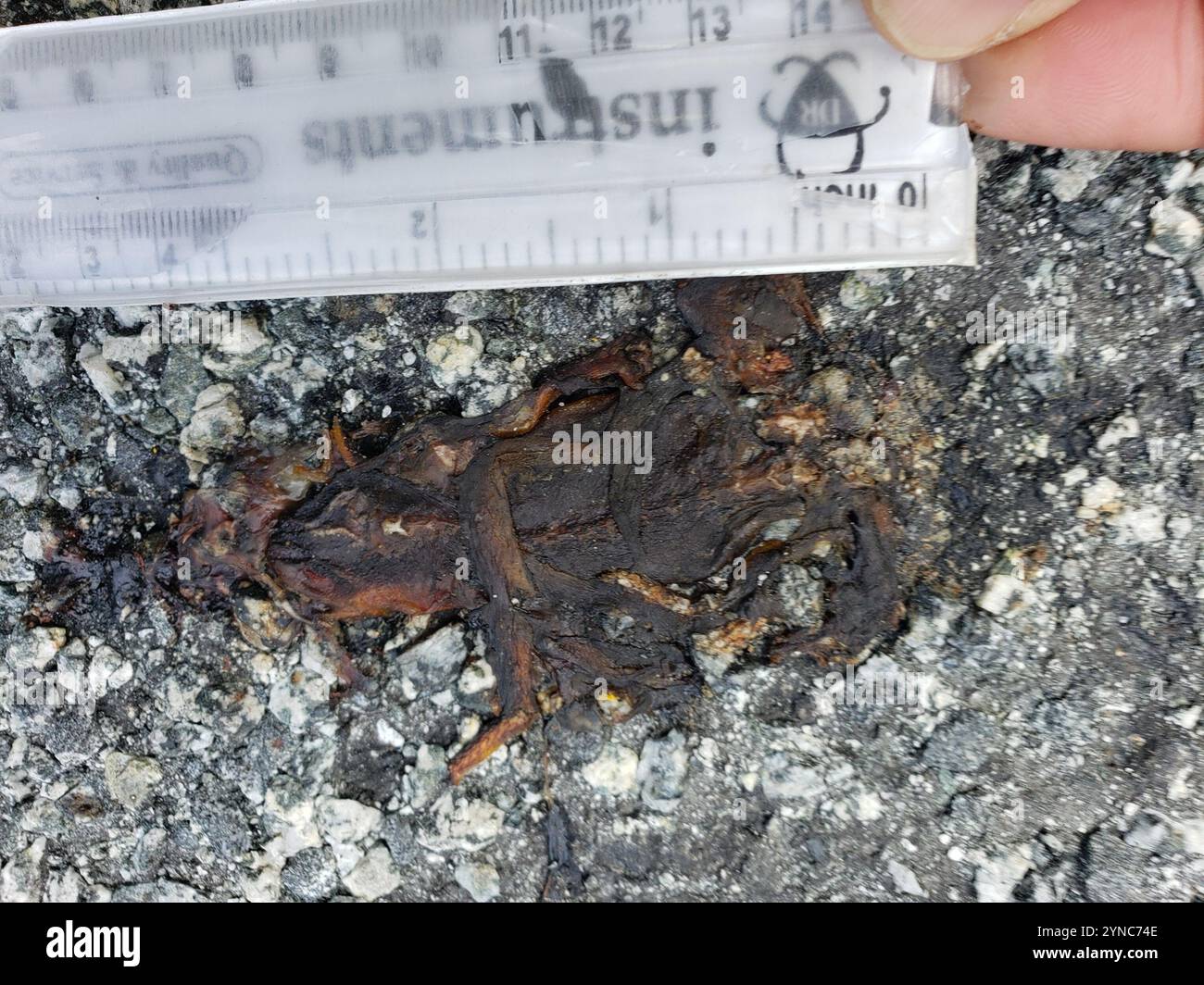 Pacific Newts (Taricha Stock Photo - Alamy