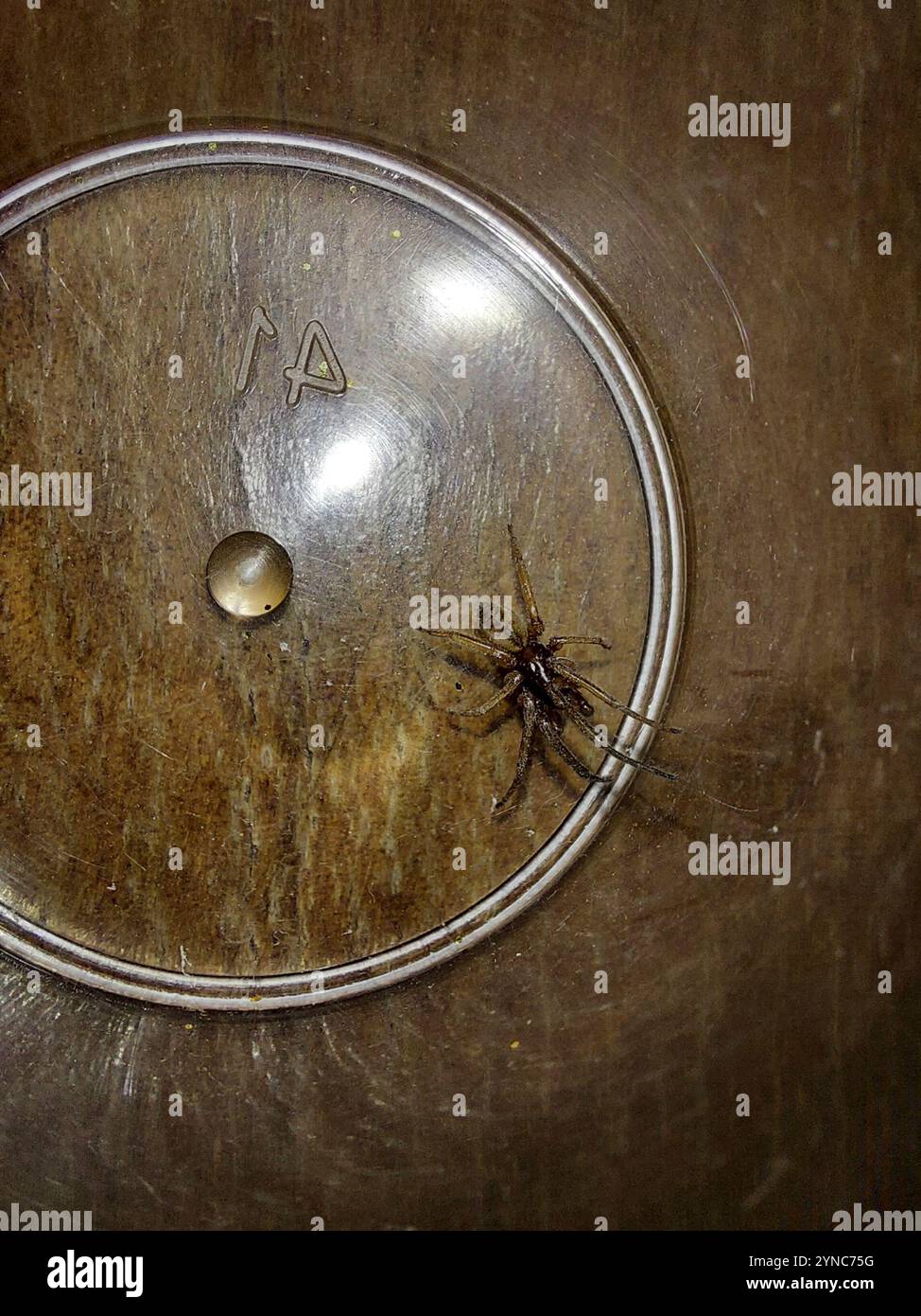 Tube web spiders hi-res stock photography and images - Alamy